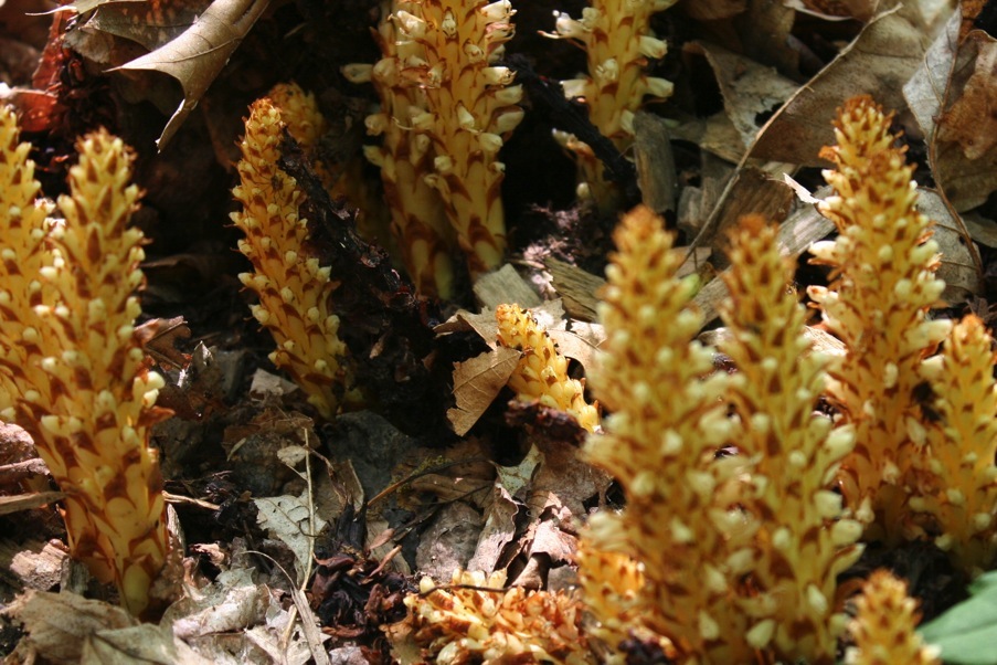 Wildflowers of the Great Smoky Mountains (NC) – zoomeboshi