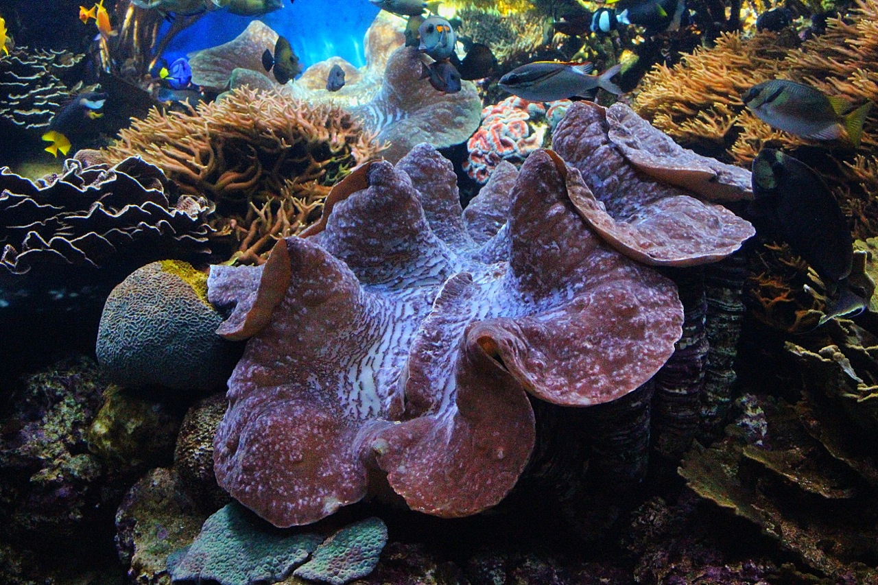 Honolulu Aquarium’s Giant Clams – zoomeboshi