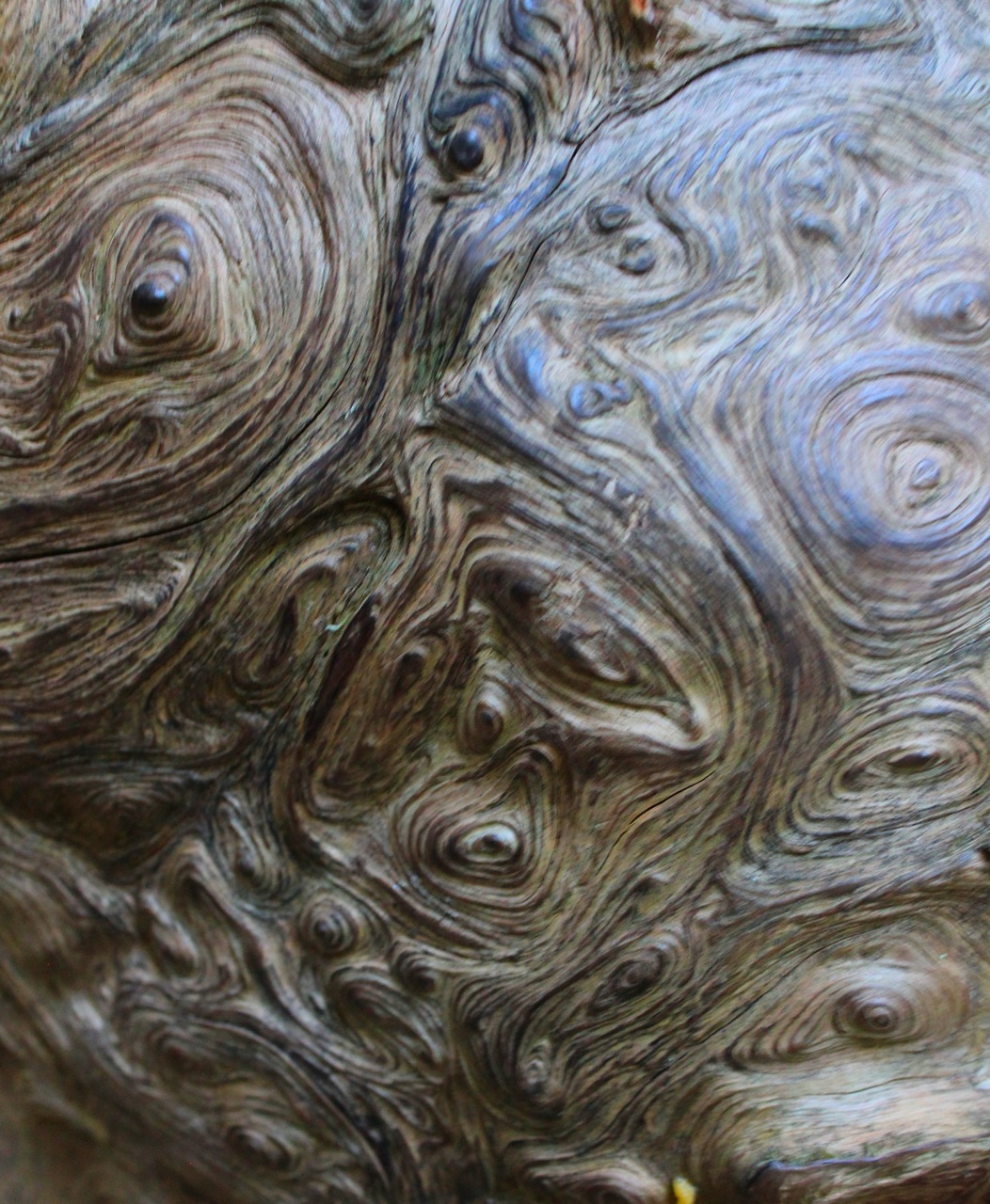 Douglas Fir Burl (Mount Rainier National Park) – zoomeboshi