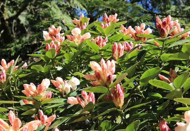Rhododendron ‘Unique’—Harbinger of Spring – zoomeboshi