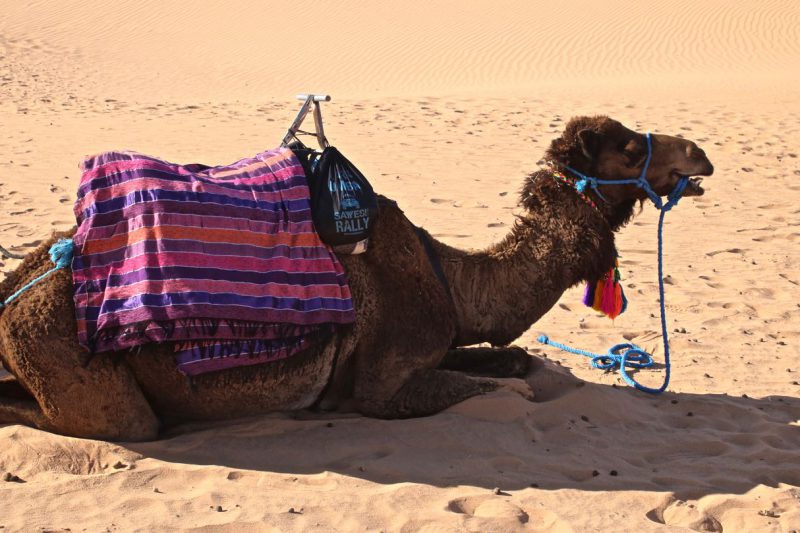 Sailing the Ships of the Desert—Camel Trekking in the Sahara – zoomeboshi