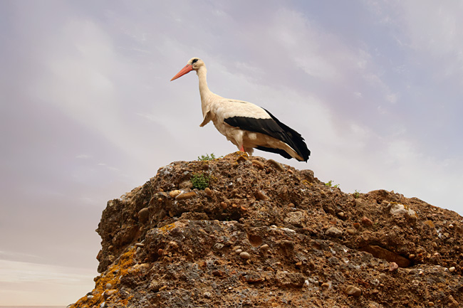 White Storks of Morocco – zoomeboshi