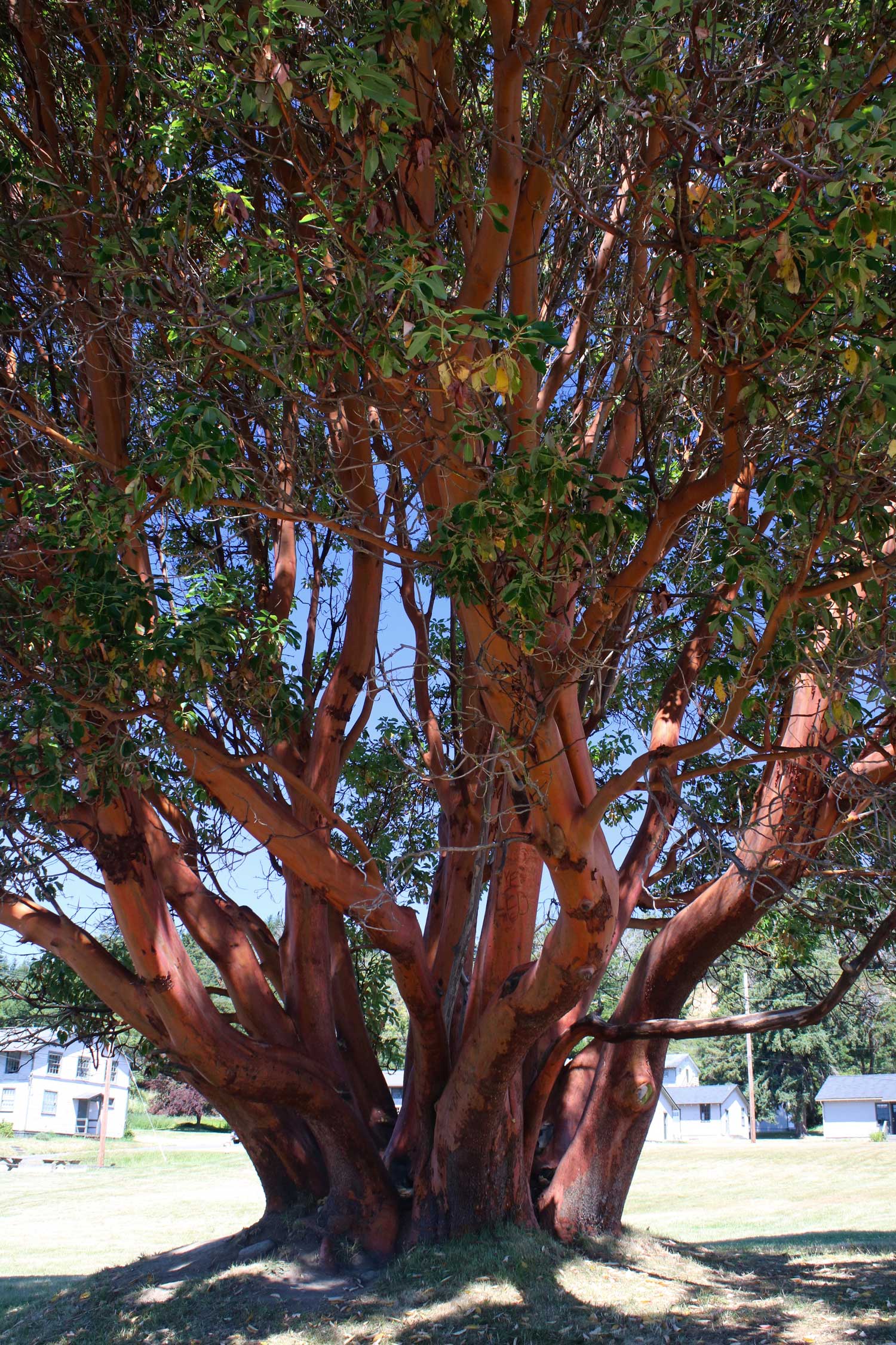 The Big Madrone, Fort Worden State Park – zoomeboshi